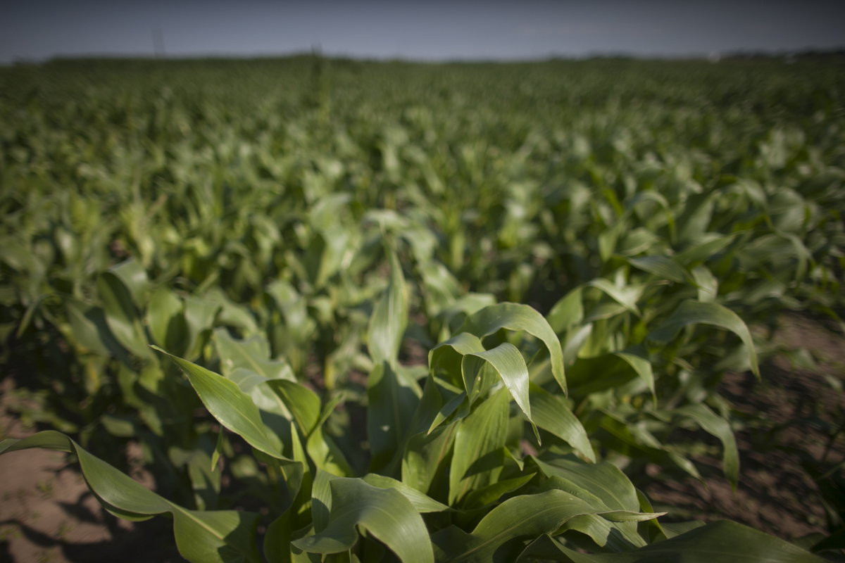 Resources – Cornbreeding