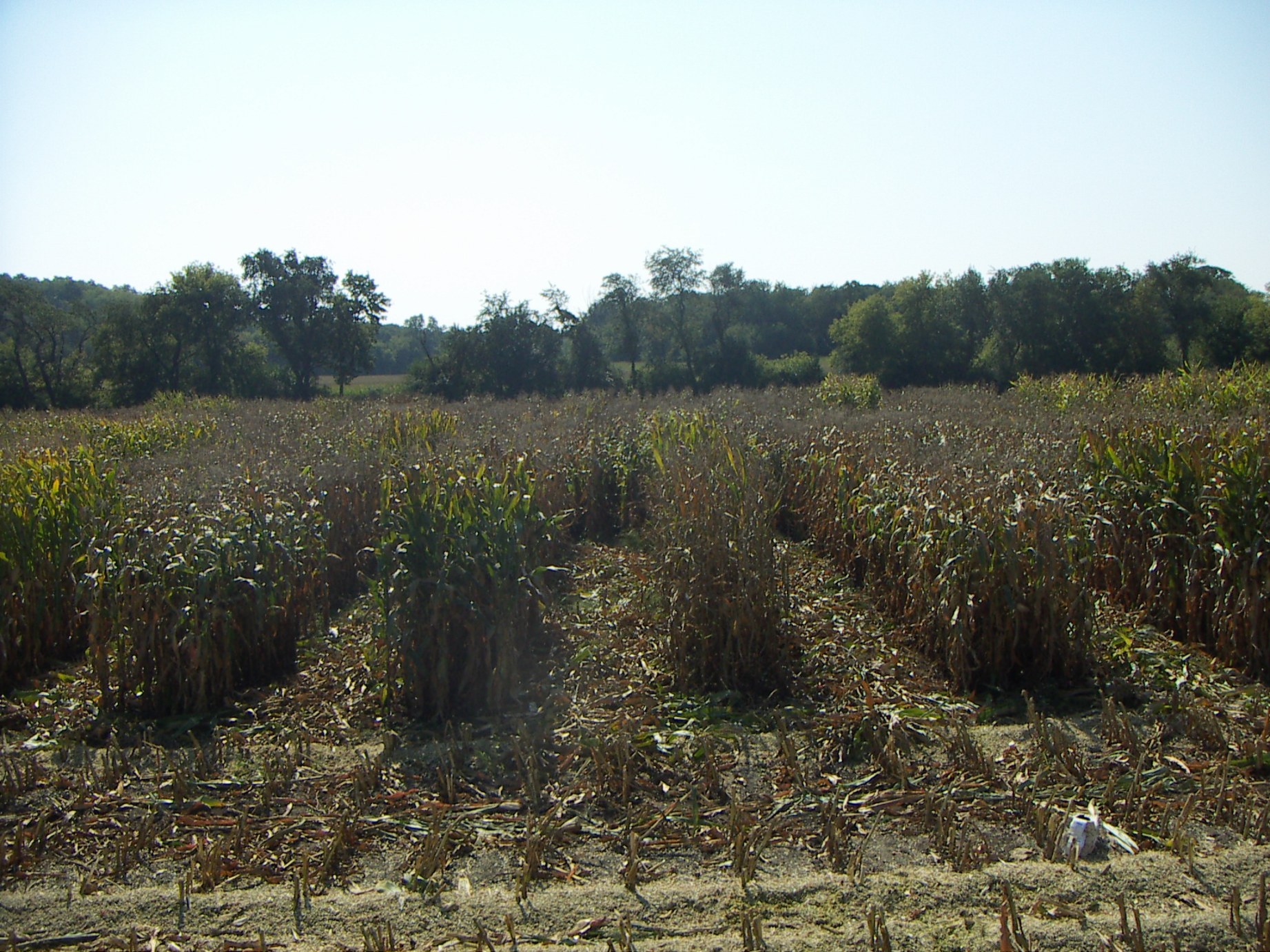 Germplasm – Cornbreeding