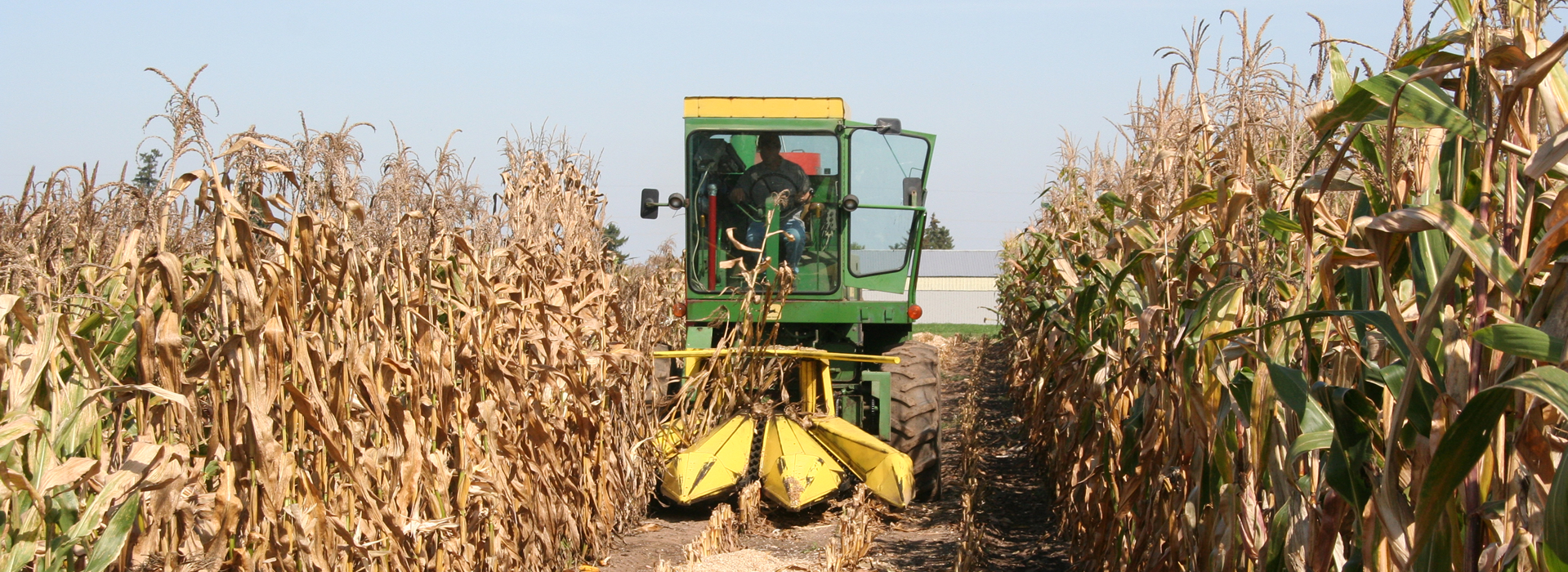 Home | UW Silage Breeding and Biofeedstock Breeding Program