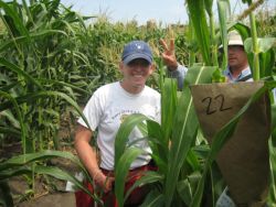 hansey – Cornbreeding